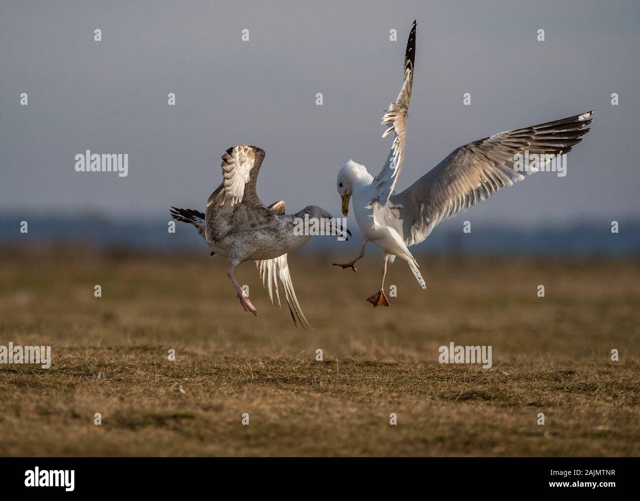 Gull caspian (Larus (argentatus) cachinnans} two birds fighting ...