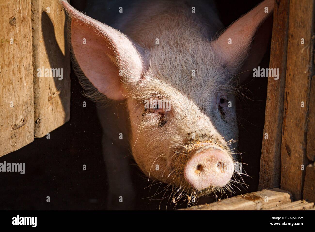 A piglet with a pink nose, a piglet peeps out of a house on a pig farm ...