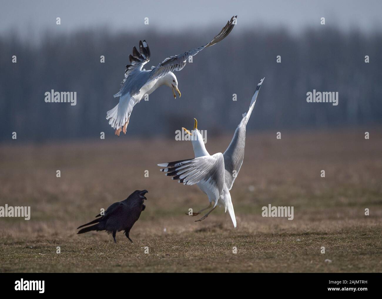 Gull caspian (Larus (argentatus) cachinnans} two birds fighting ...