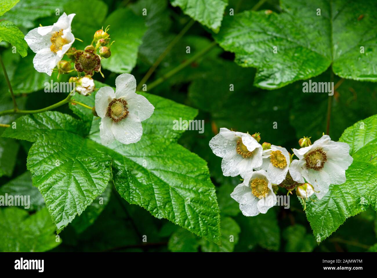 Raspberry bush with white flowers hi-res stock photography and images ...