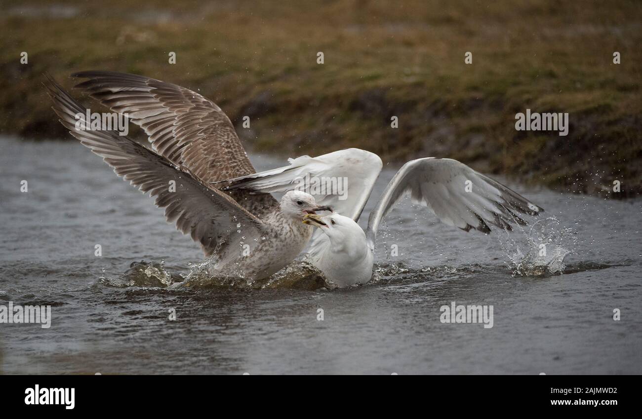 Gull caspian (Larus (argentatus) cachinnans} two birds fighting ...