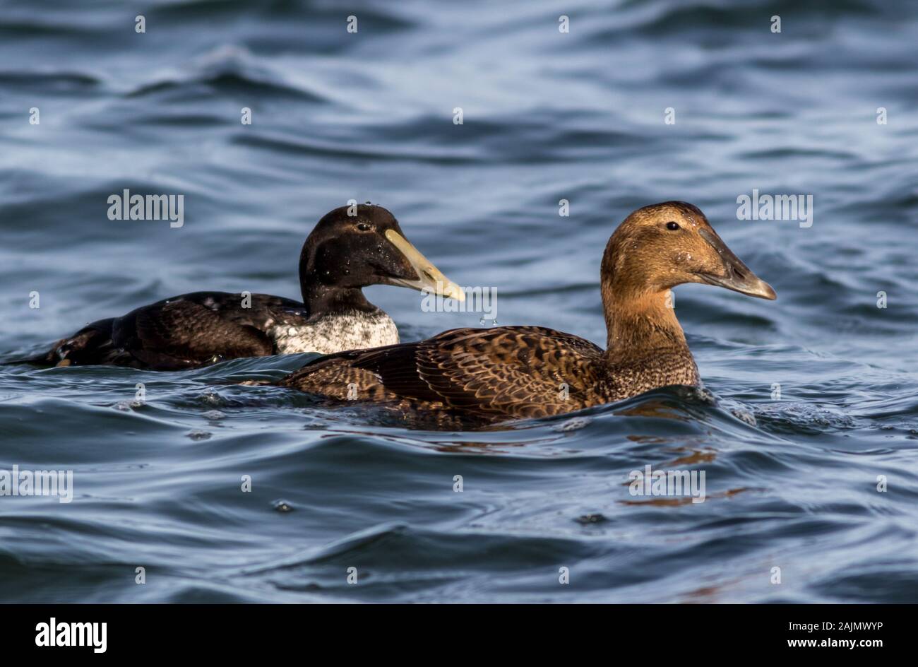 Common Eider duck pair, Somateria mollissima, swimming along blue water ...