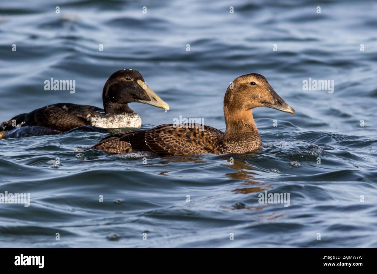 Common Eider duck pair, Somateria mollissima, swimming along blue water ...