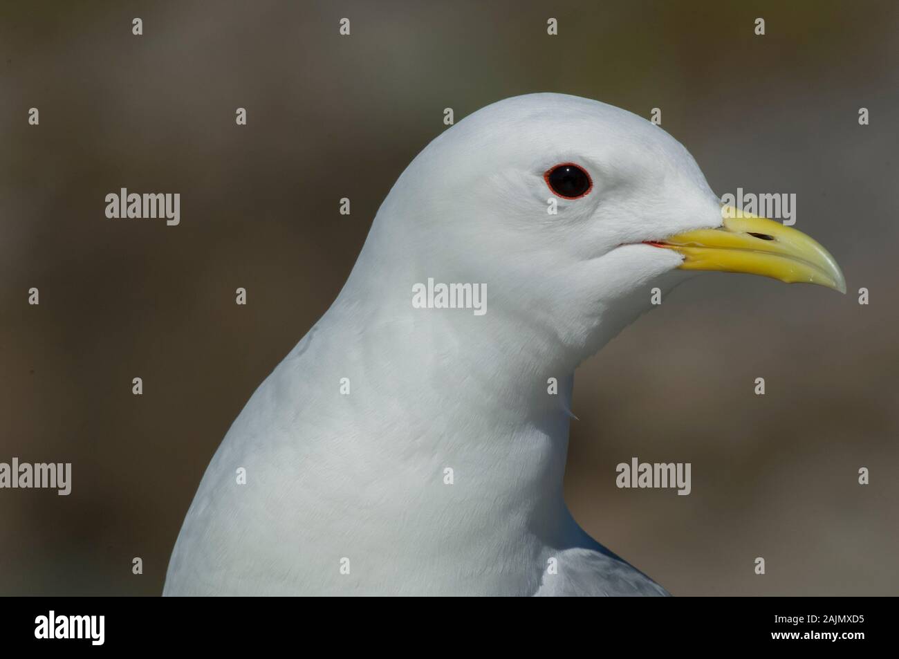 Common gender hi-res stock photography and images - Alamy