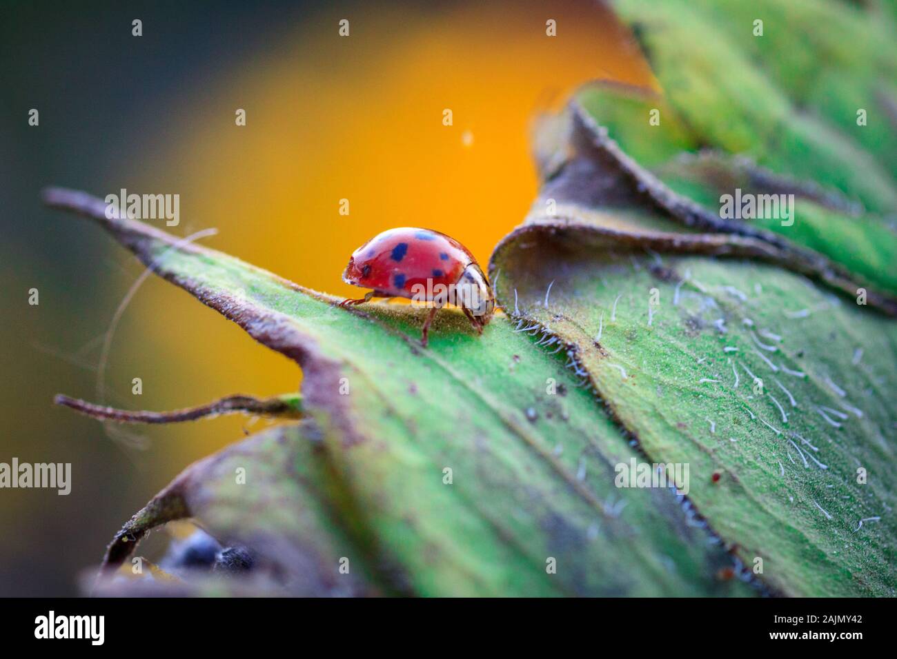 Macro of ladybug on a blade of grass in the morning sun Ladybug - bug ...