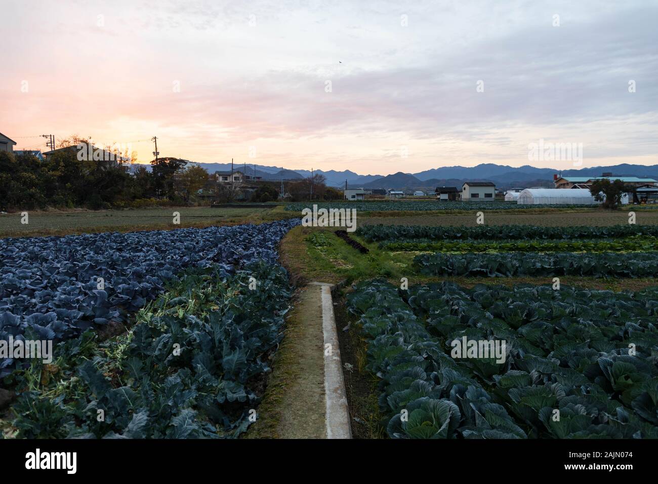 Lettuce farming in japan hi-res stock photography and images - Alamy
