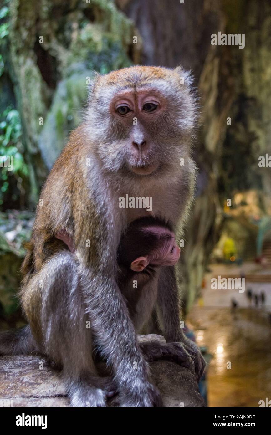 Malaysian wildlife hi-res stock photography and images - Alamy