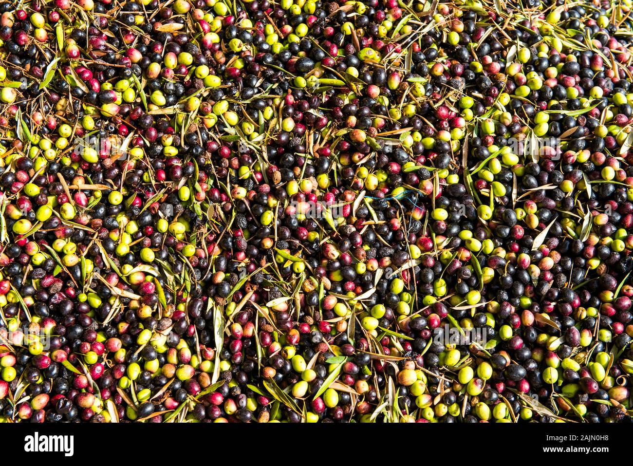 Fresh multi-colored olives, Morocco. Top view Stock Photo - Alamy