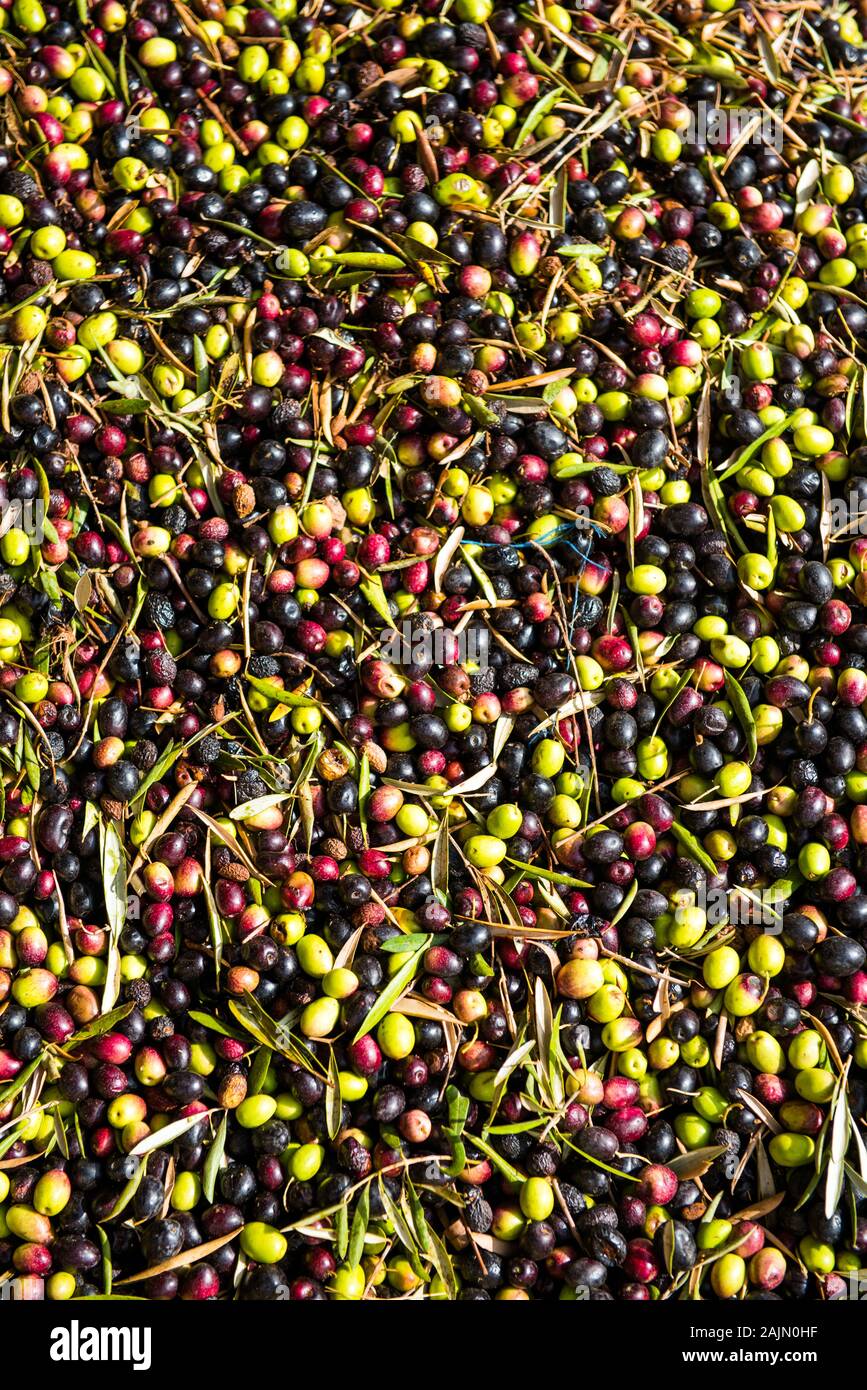 Fresh multi-colored olives, Morocco. Top view. Vertical Stock Photo - Alamy
