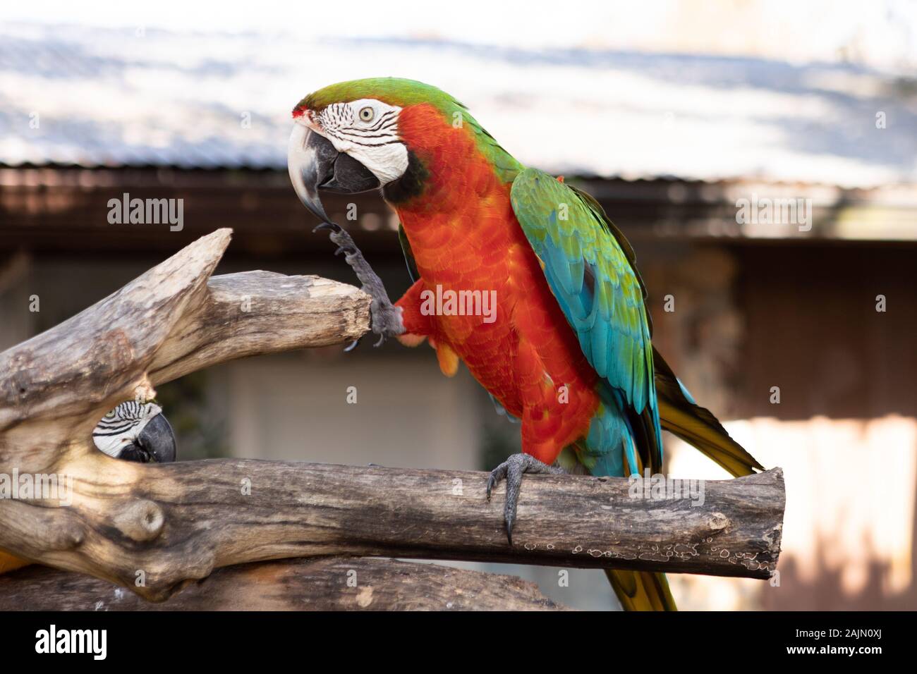 Alligator playground hi-res stock photography and images - Alamy