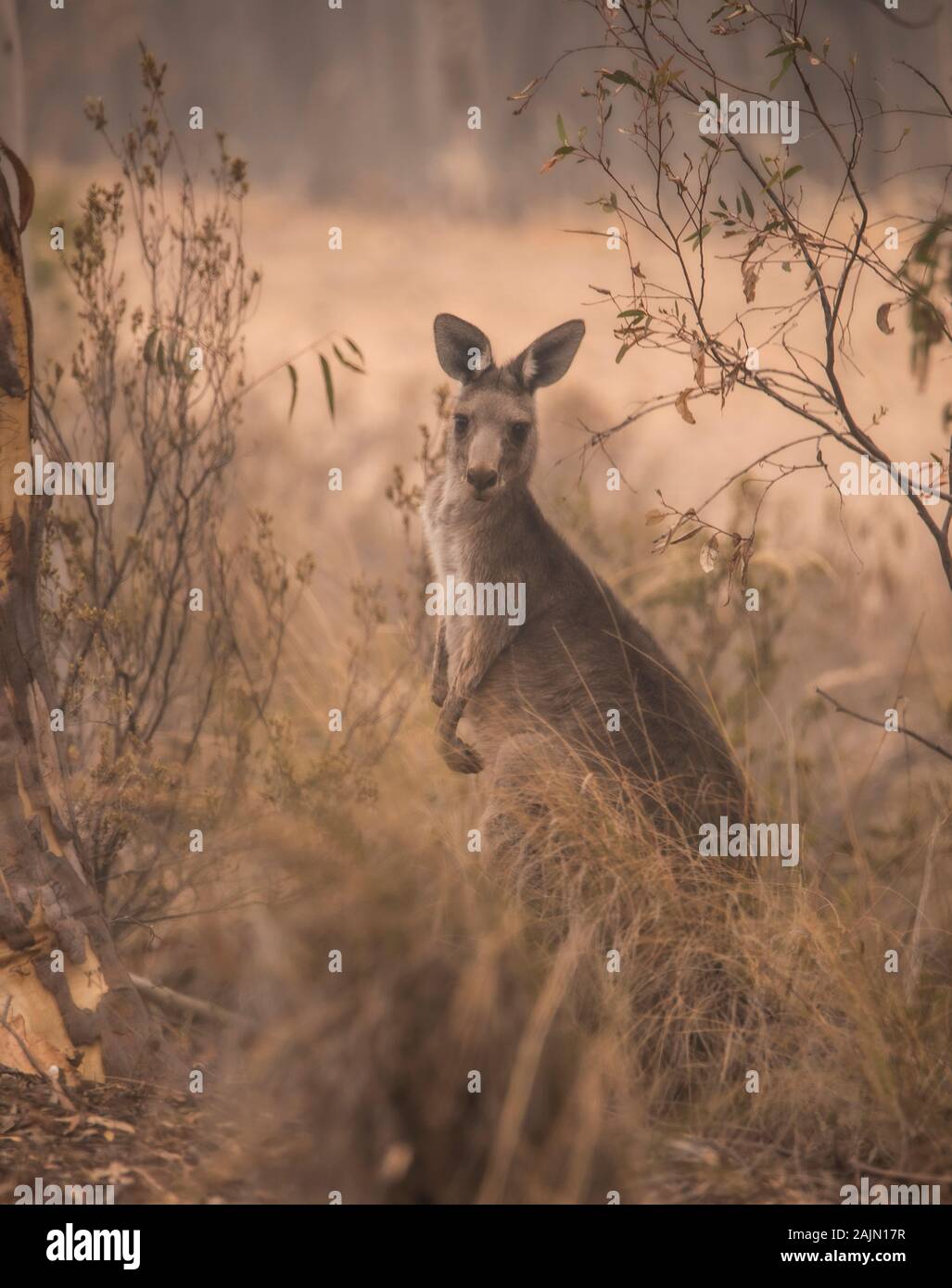 Kangaroo in Bushfire smoke over Canberra, Australia Stock Photo - Alamy