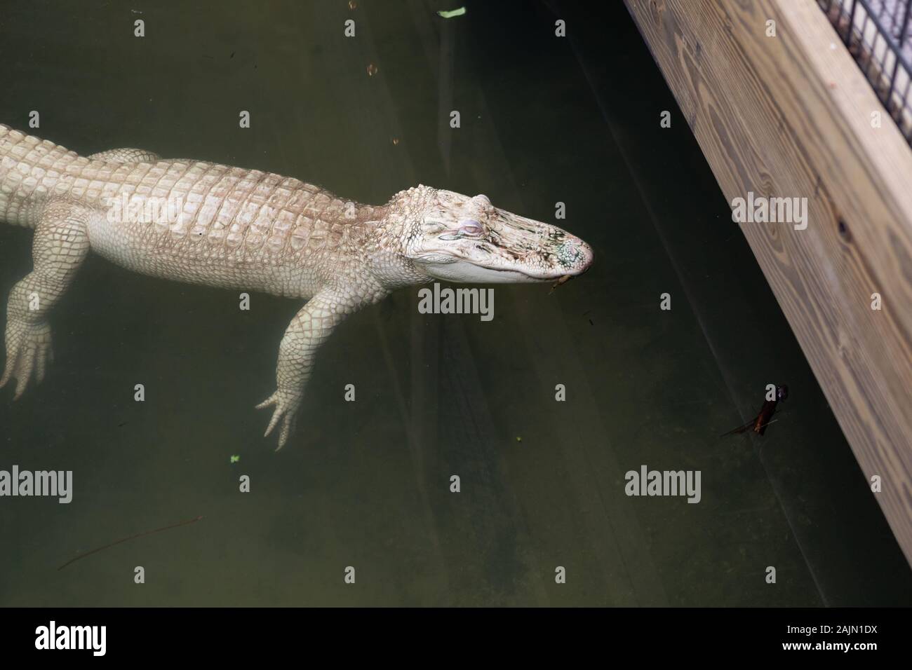 White alligator albino hi-res stock photography and images - Alamy