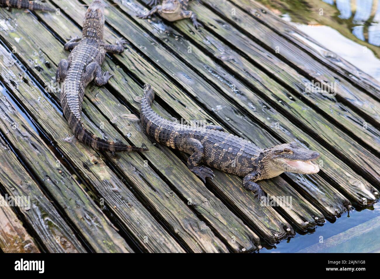 Alligator mississippiensis gator boardwalk hi-res stock photography and ...