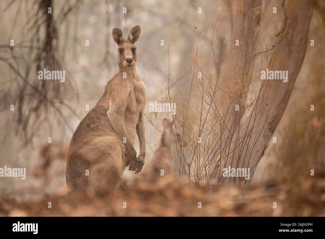 Kangaroo in Bushfire smoke over Canberra, Australia Stock Photo - Alamy