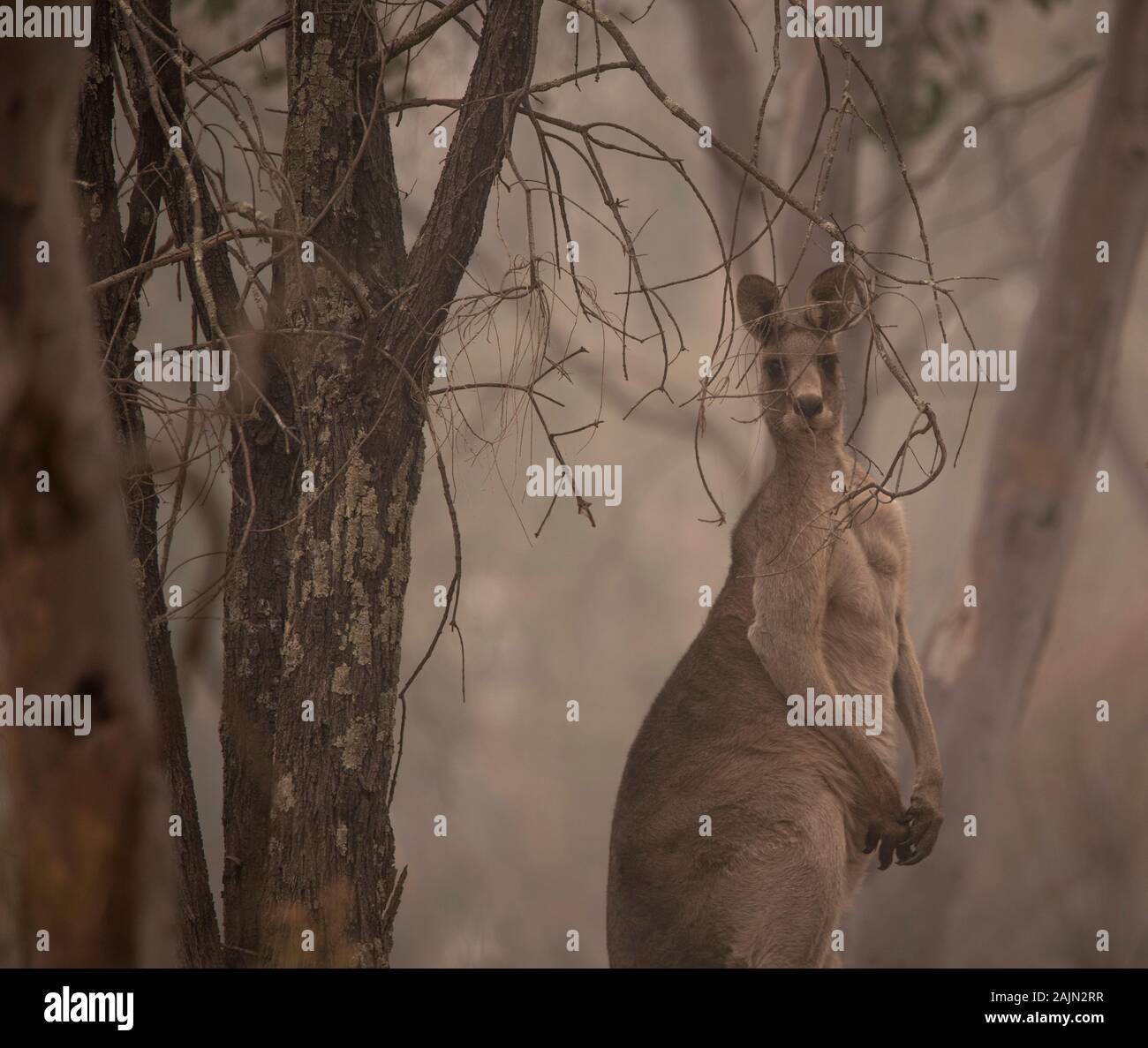 Kangaroo in Bushfire smoke over Canberra, Australia Stock Photo - Alamy