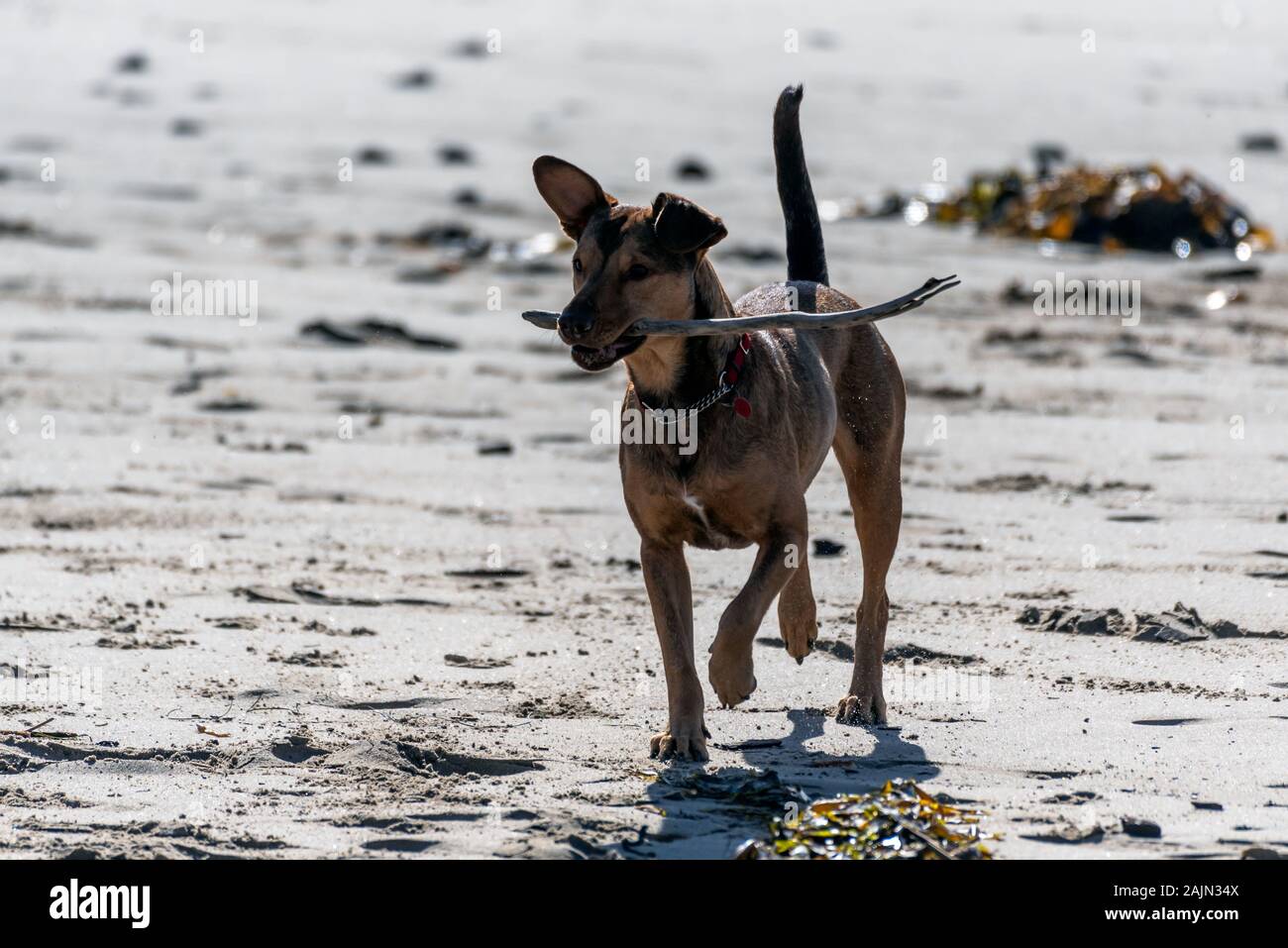 Dog energetic hi-res stock photography and images - Alamy