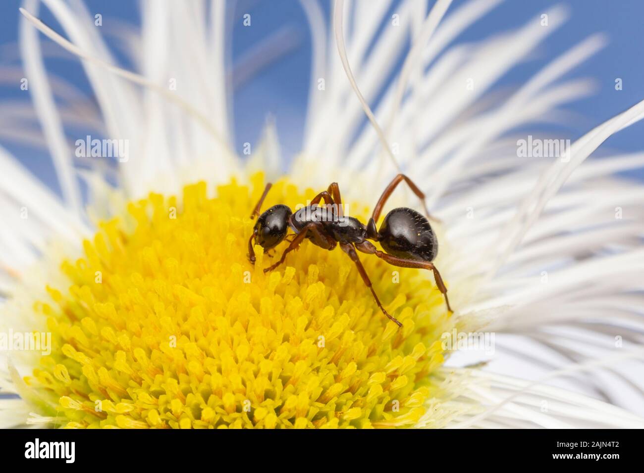 Formicine High Resolution Stock Photography and Images - Alamy