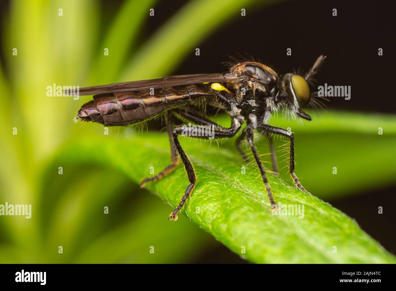 Robber Fly (Eudioctria sp.) - Female Stock Photo - Alamy