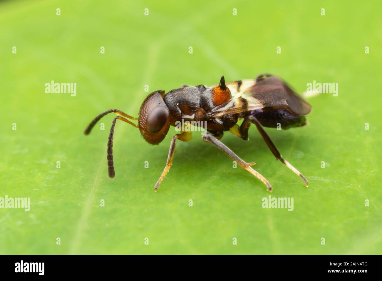 Encyrtid Wasp (Encyrtus sp Stock Photo - Alamy