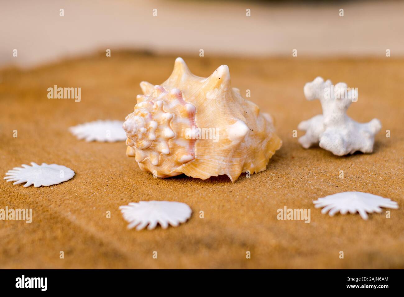 Cape verde sea snail hi-res stock photography and images - Alamy