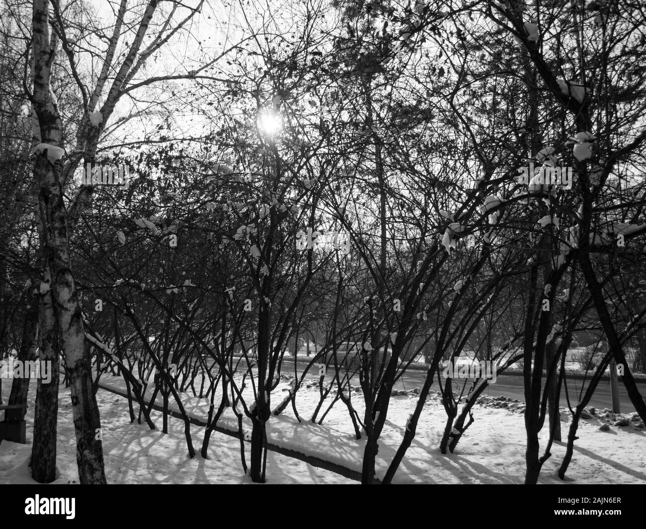 Wintry Trees in Almaty, Kazakhstan Stock Photo - Alamy