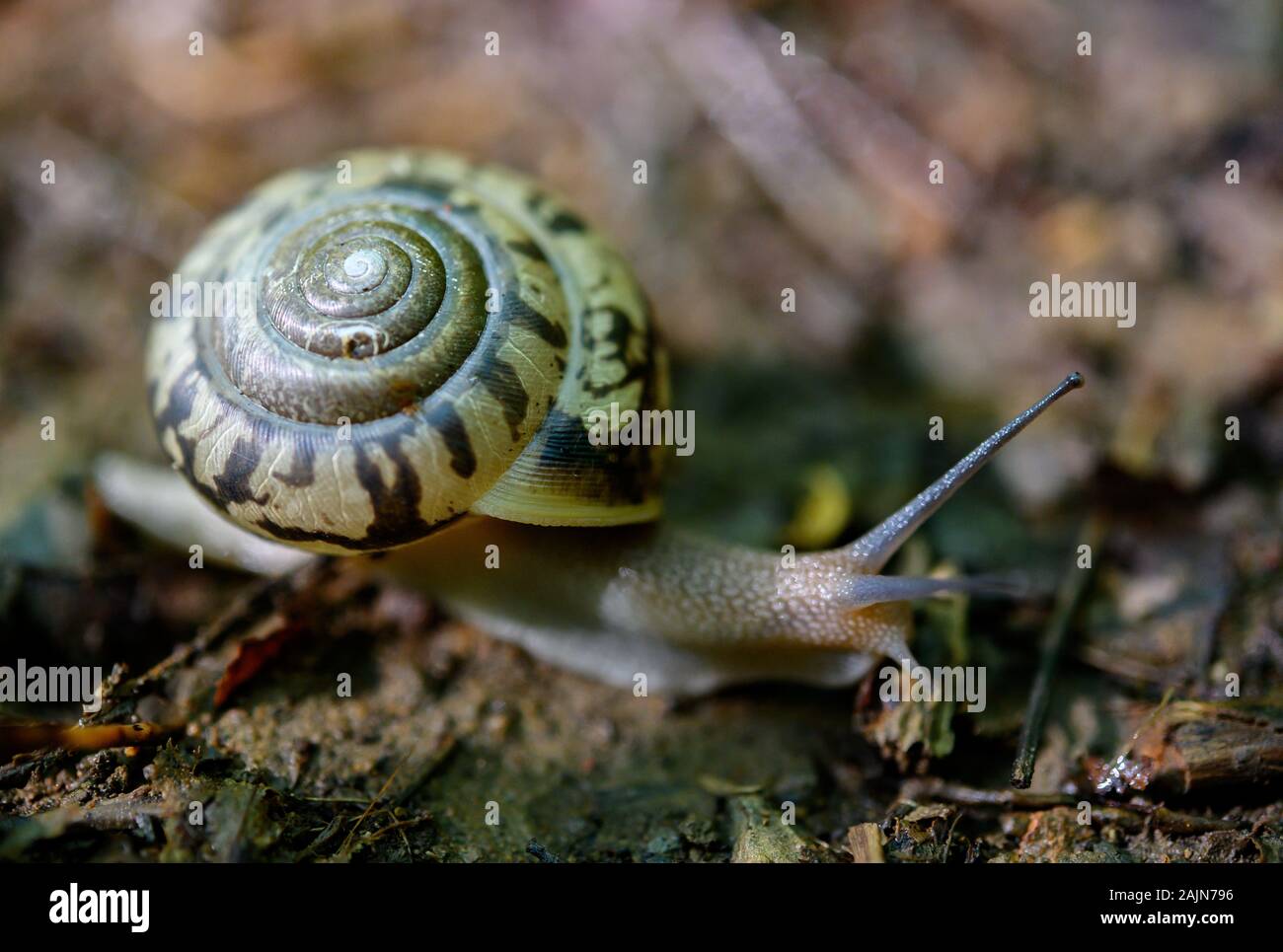 Striped snail hi-res stock photography and images - Alamy