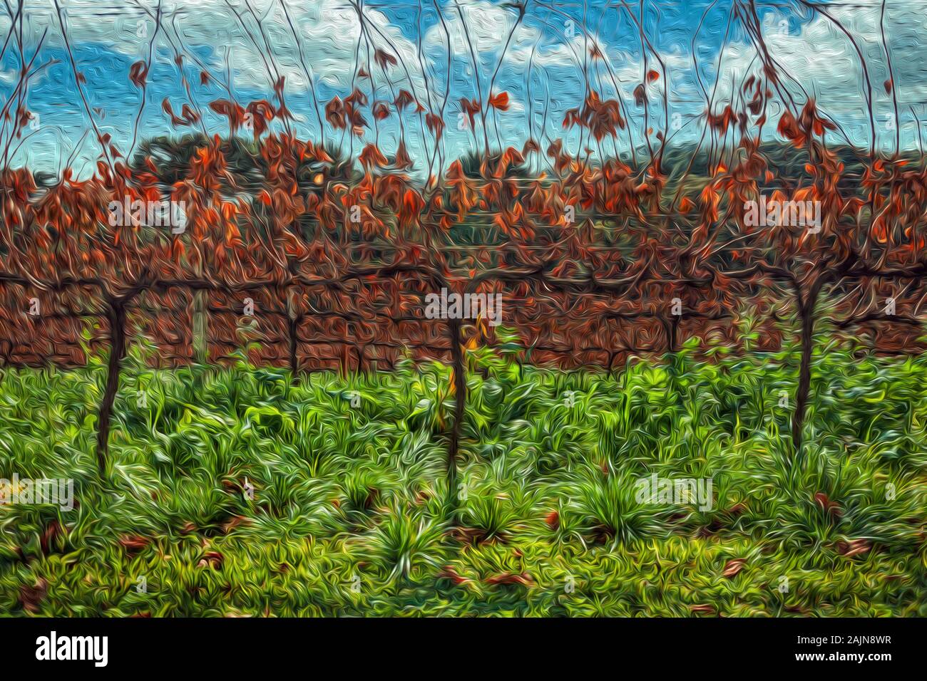 Cordon trellis hi-res stock photography and images - Alamy