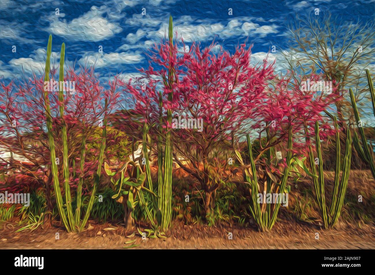 Cactus and small trees full of pink flowers, forming an amazing ...