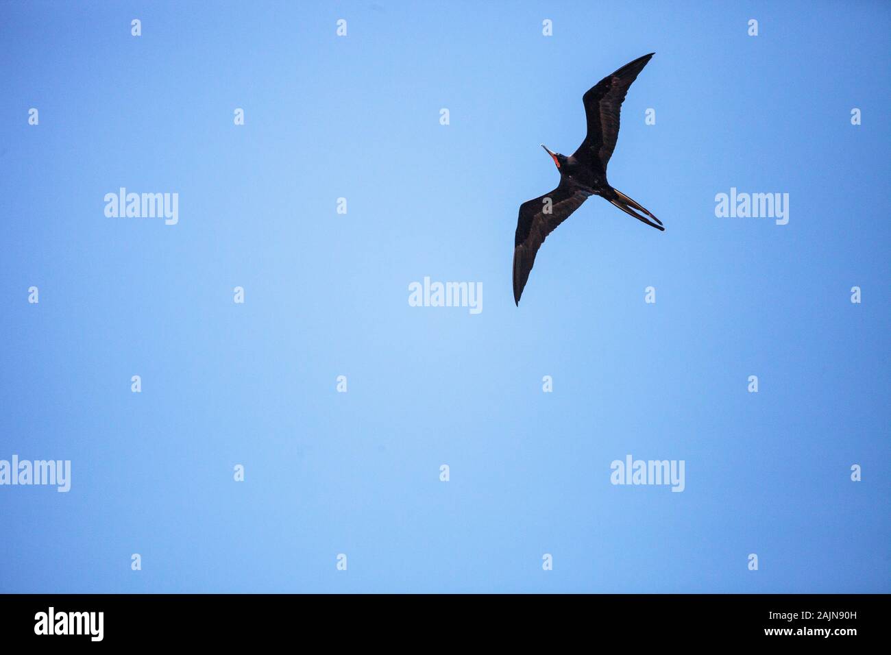 Male magnificent frigatebird Fregata magnificens bird in flight with ...