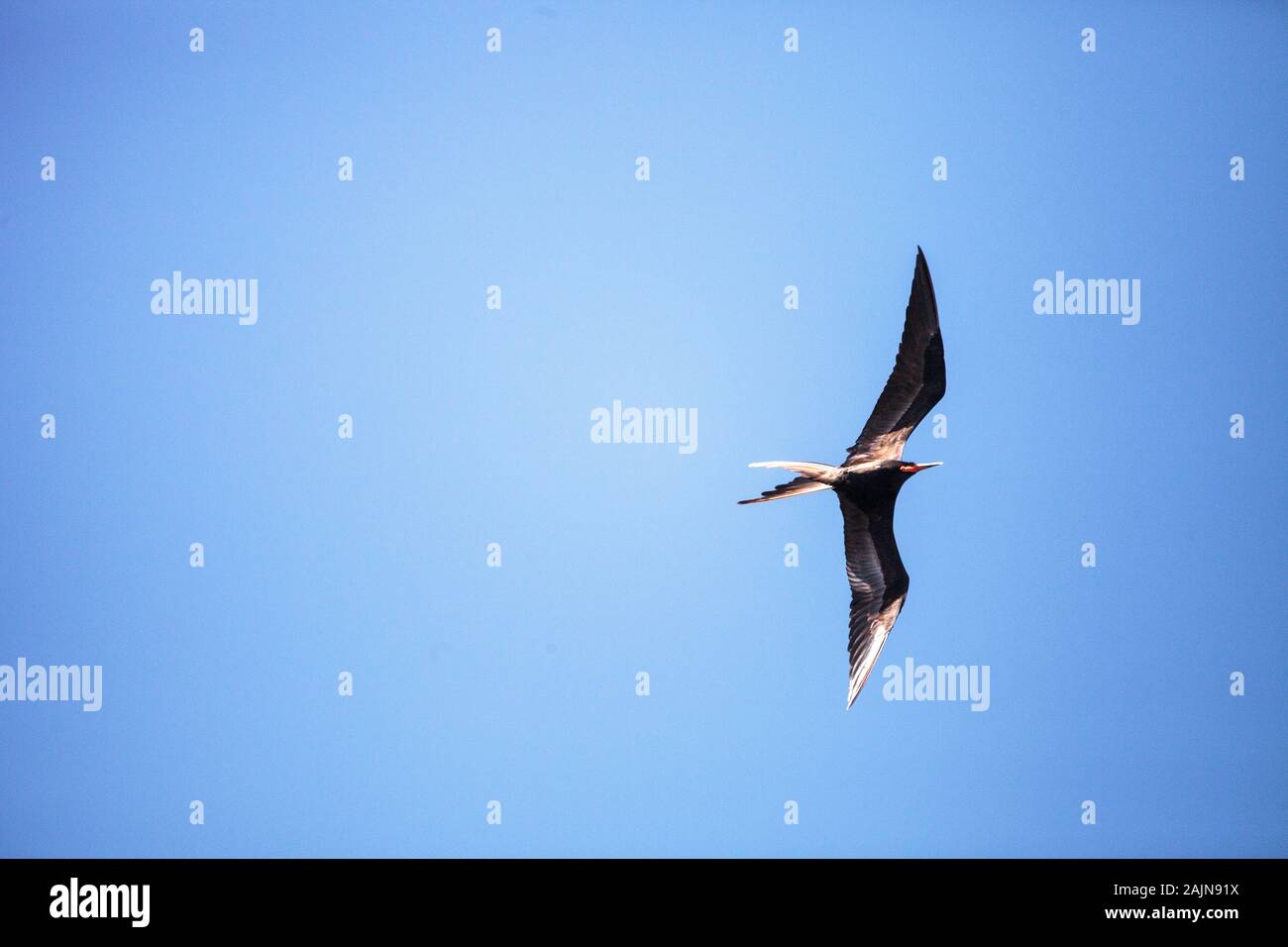 Male magnificent frigatebird Fregata magnificens bird in flight with ...