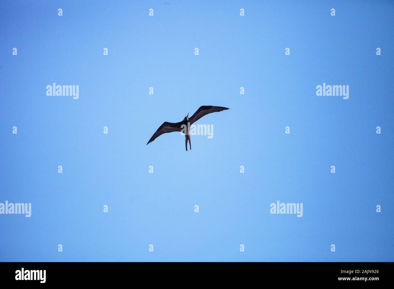 Male magnificent frigatebird Fregata magnificens bird in flight with ...