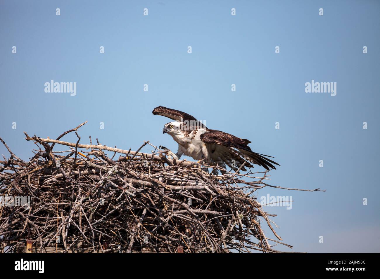 Female osprey Pandion haliaetus perches on a nest in Marco Island ...