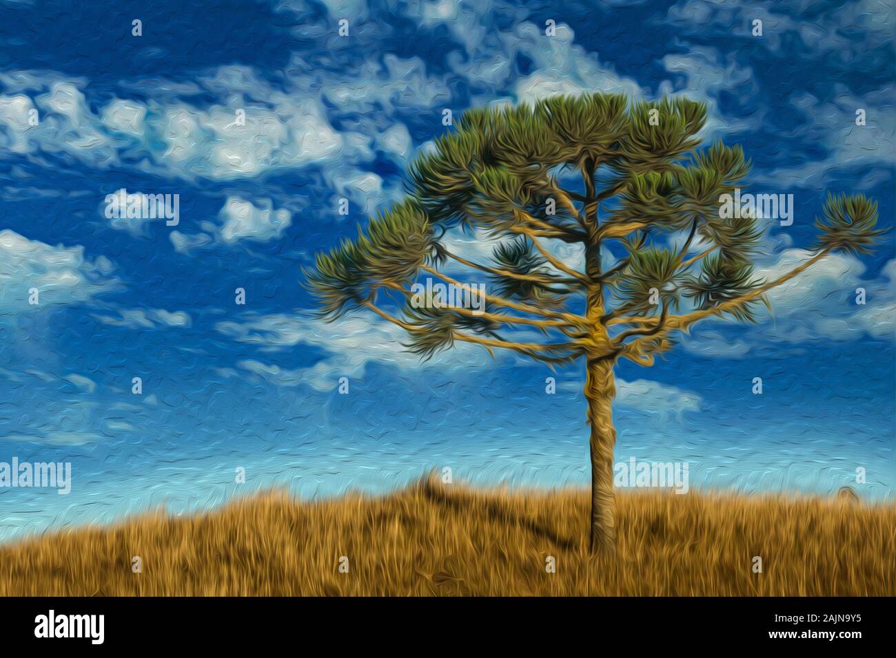Pine tree on hilltop from rural lowlands called Pampas near Cambara do ...