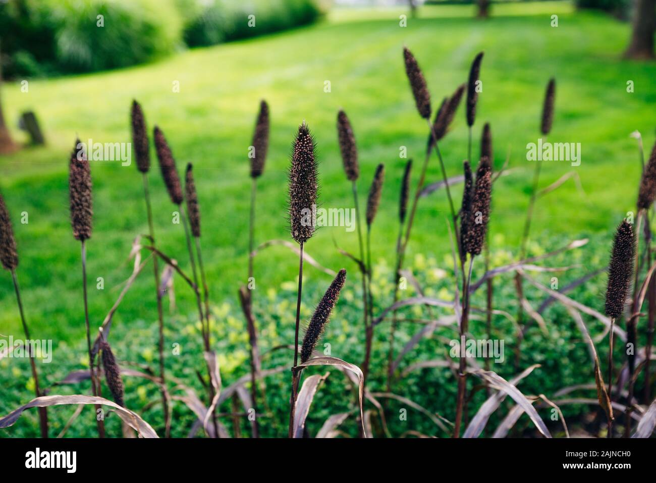 Bulrush Flower High Resolution Stock Photography and Images - Alamy