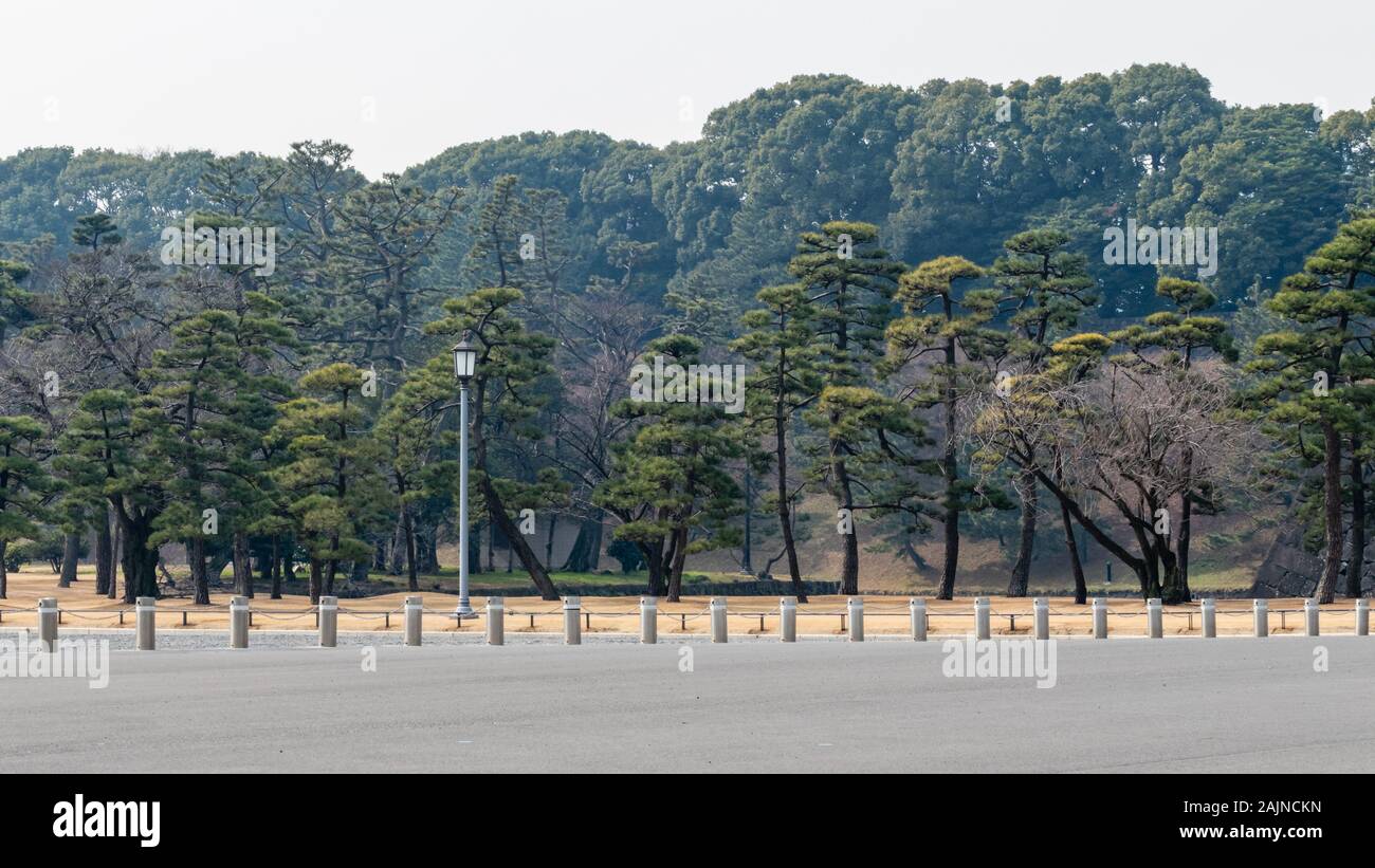 Trees in Kōkyo Higashi Gyoen, Imperial Palace Gardens in winter Stock ...