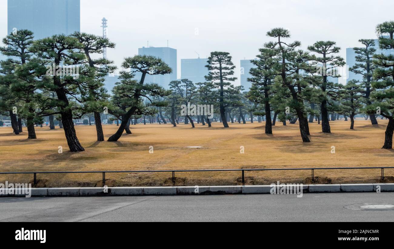 Trees in Kōkyo Higashi Gyoen, Imperial Palace Gardens in winter Stock ...