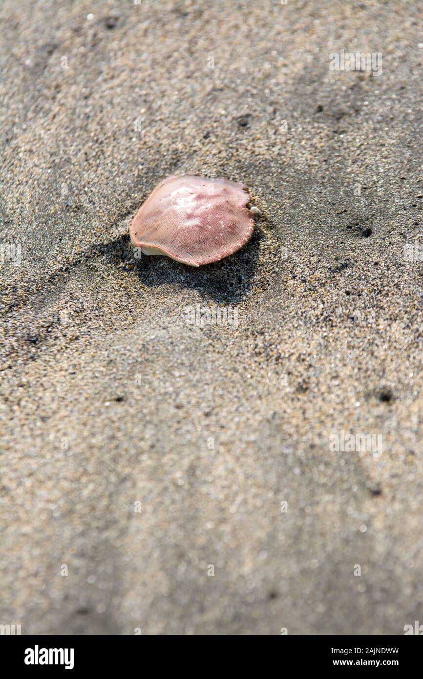 Dead buried sand animal hi-res stock photography and images - Alamy