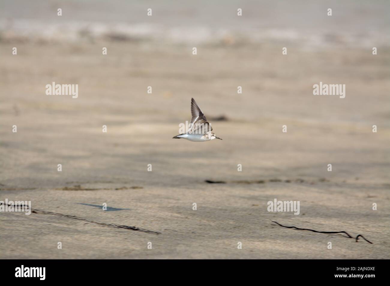 Birds flying at beach hi-res stock photography and images - Alamy