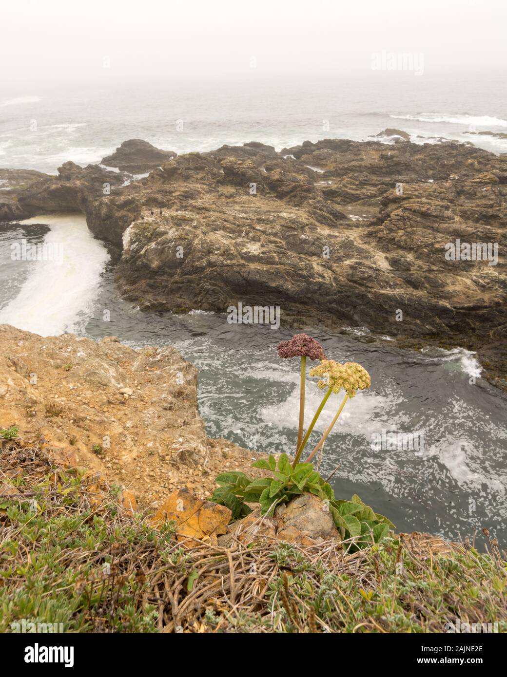 Ocean cliff coastal landscape storm and fog Stock Photo - Alamy