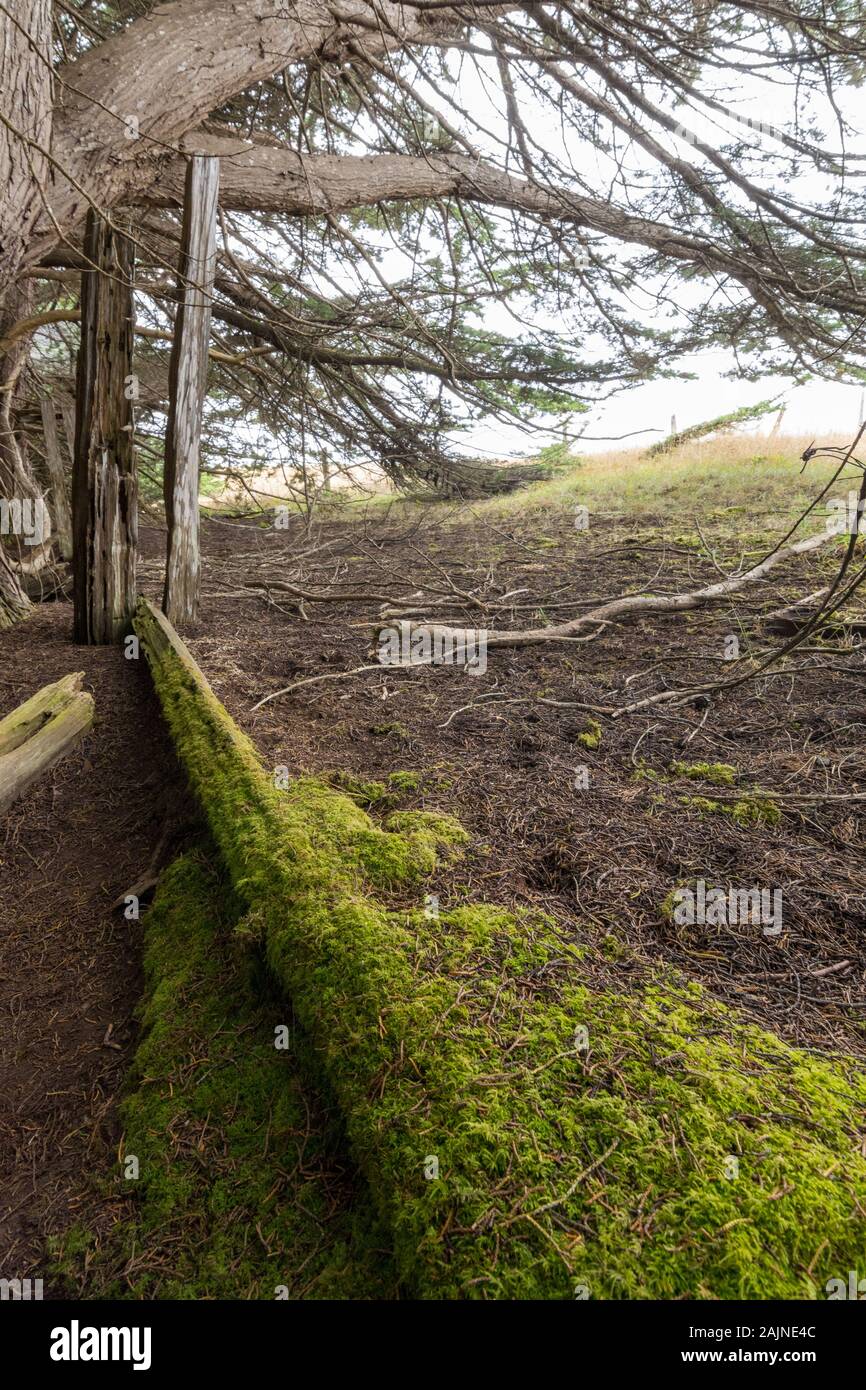 Coastal cedar tree with fence and fog Stock Photo - Alamy