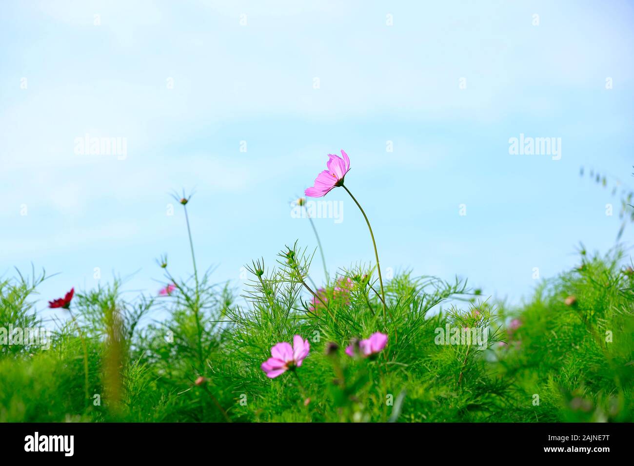 Sims azalea hi-res stock photography and images - Alamy