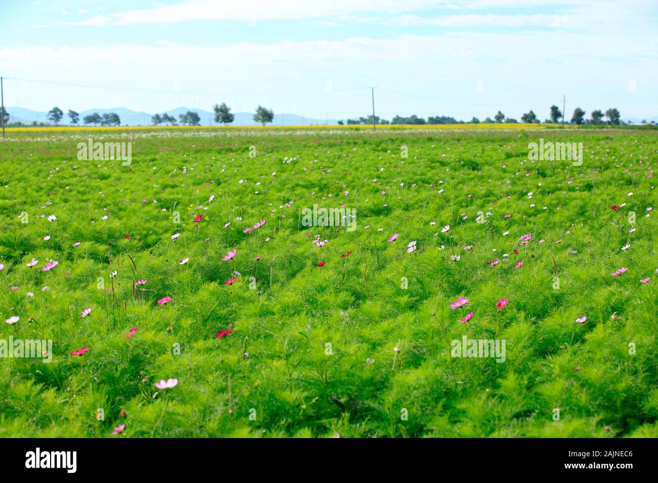 Sims azalea hi-res stock photography and images - Alamy