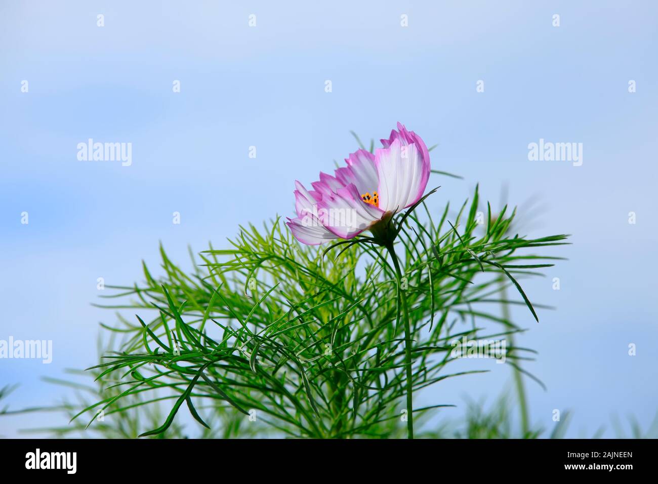 Sims azalea hi-res stock photography and images - Alamy