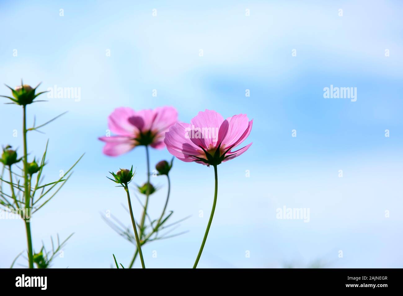 Sims azalea hi-res stock photography and images - Alamy