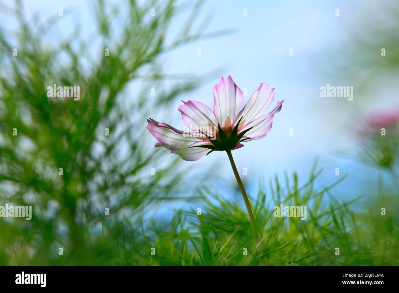 Sims azalea hi-res stock photography and images - Alamy