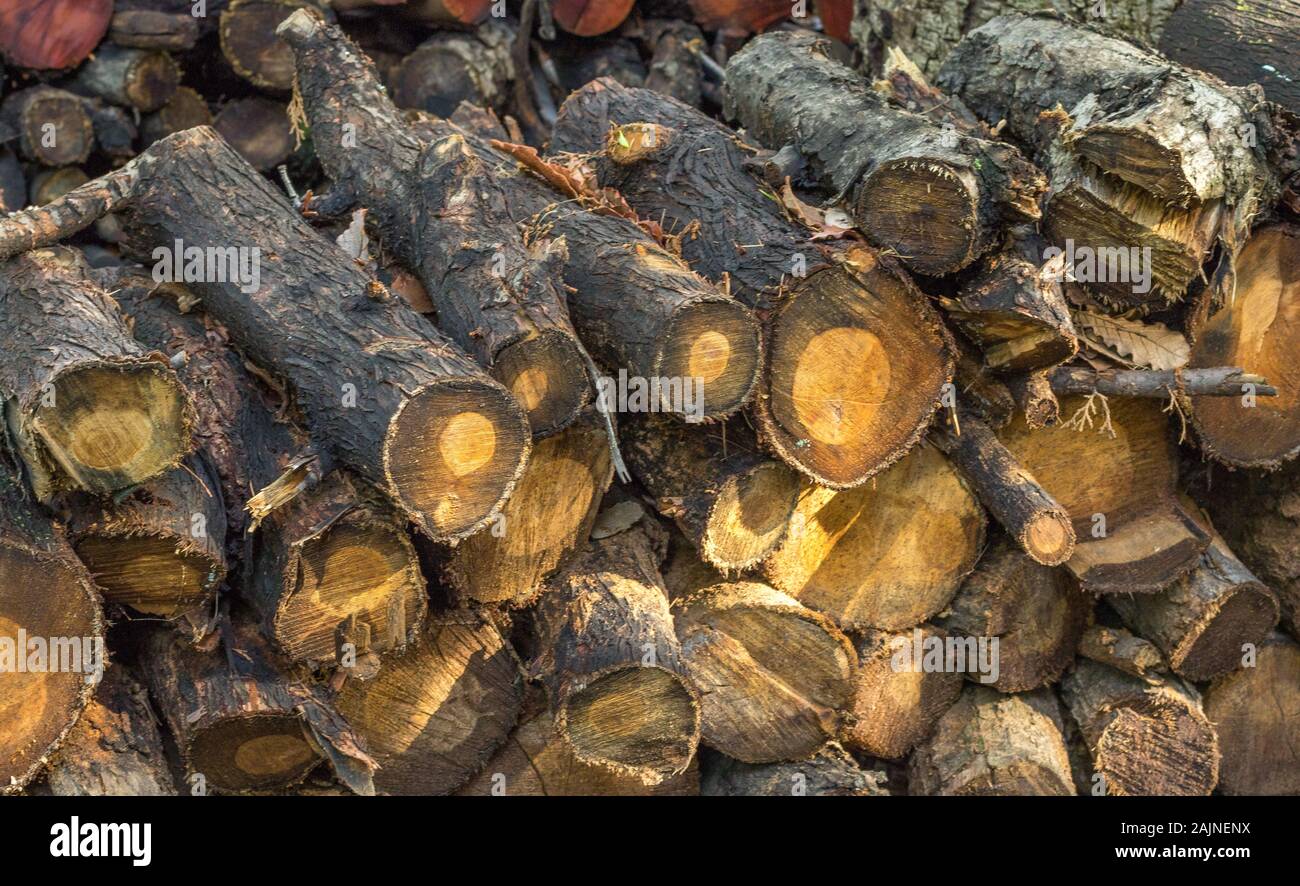 A pile of chopped firewood isolated in soft morning sunlight image for ...