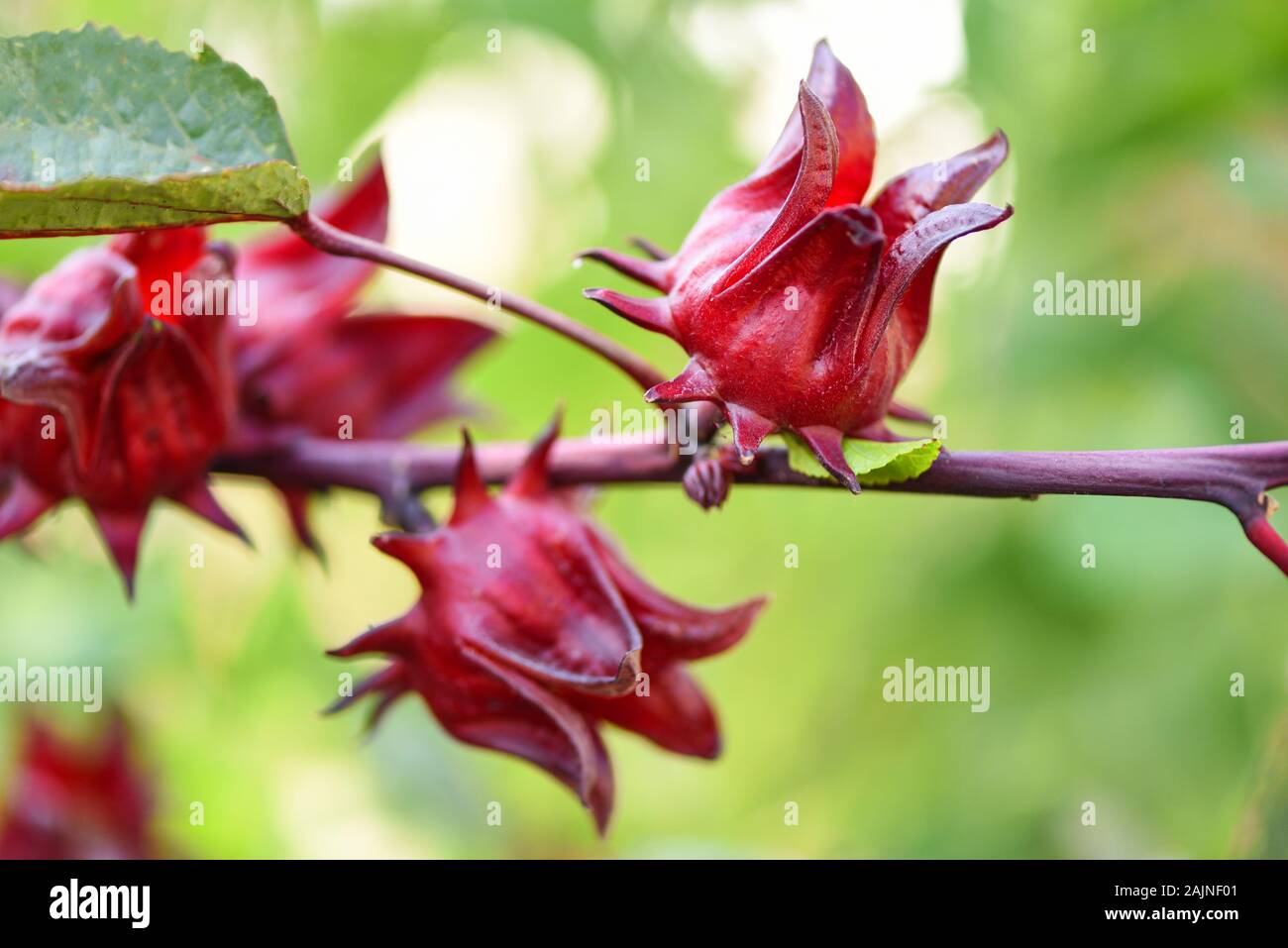 Roselle fruits plant on tree in the garden with green leaf background ...