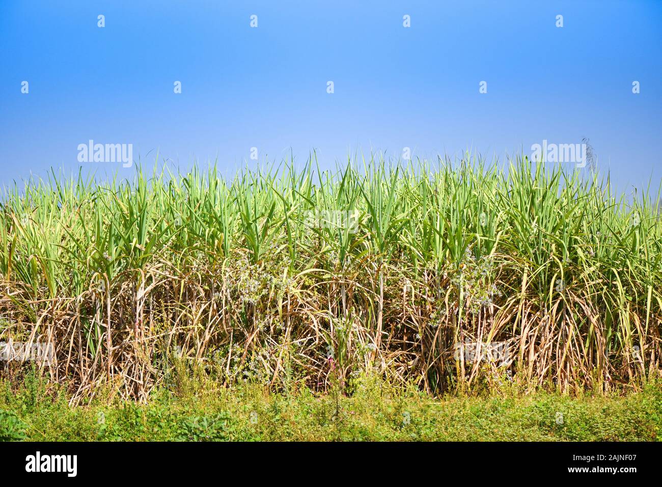 Sugarcane plant farm on green field plantation agriculture asian ...