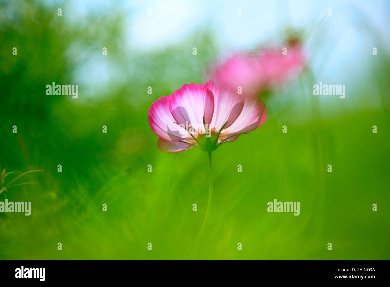 Sims azalea hi-res stock photography and images - Alamy