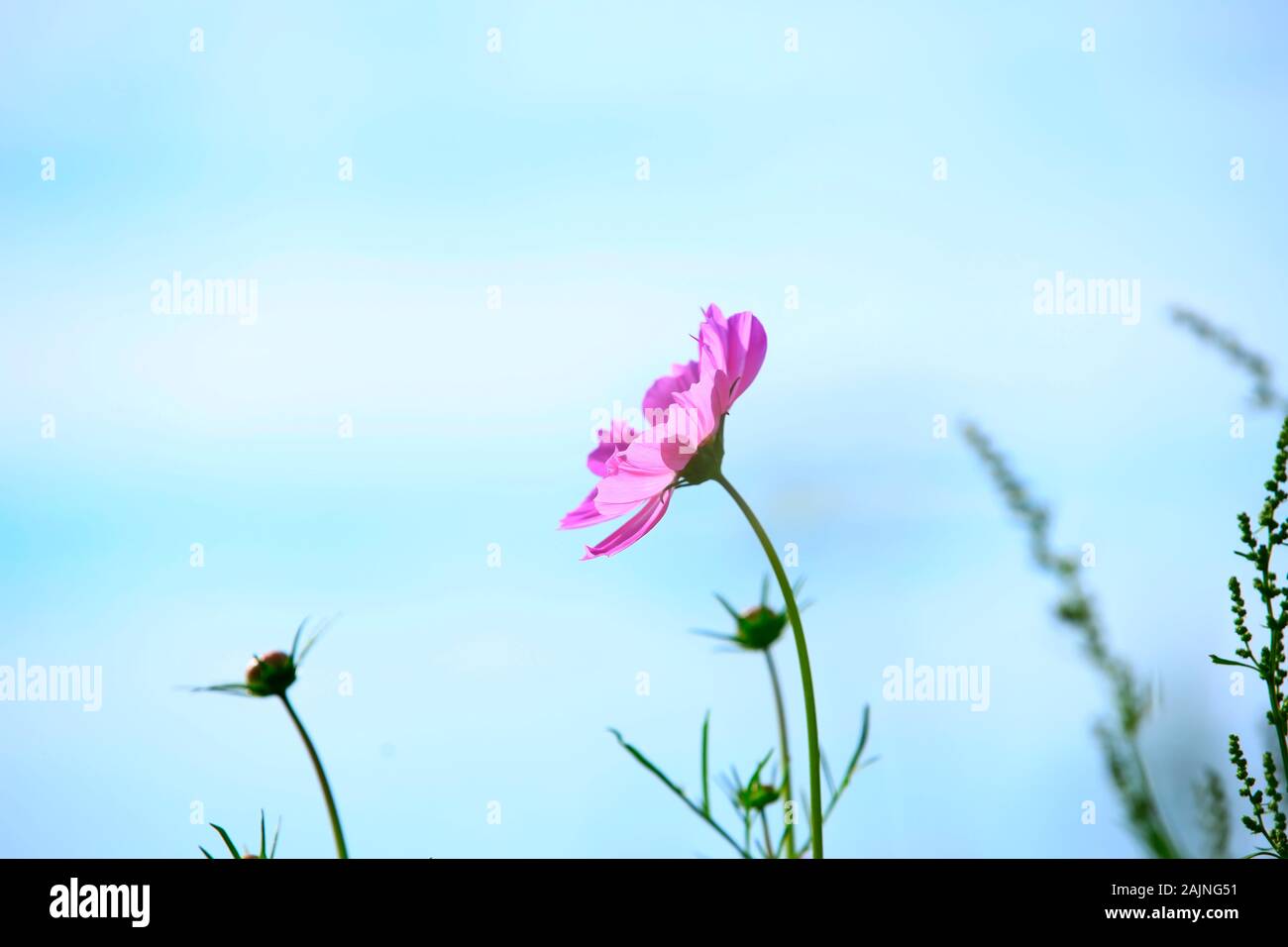 Sims azalea hi-res stock photography and images - Alamy